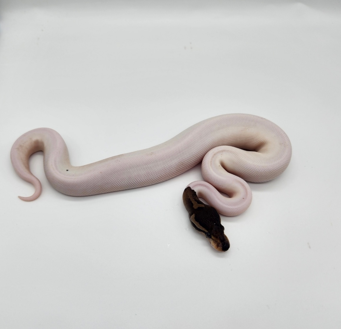 Cinnamon, Pied Ball Python by #piedislife - MorphMarket