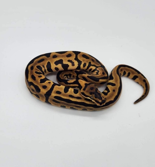 Het Desert Ghost, Het Monarch, Spotnose, Leopard, Enchi, 50% Het Clown Ball Python by #piedislife
