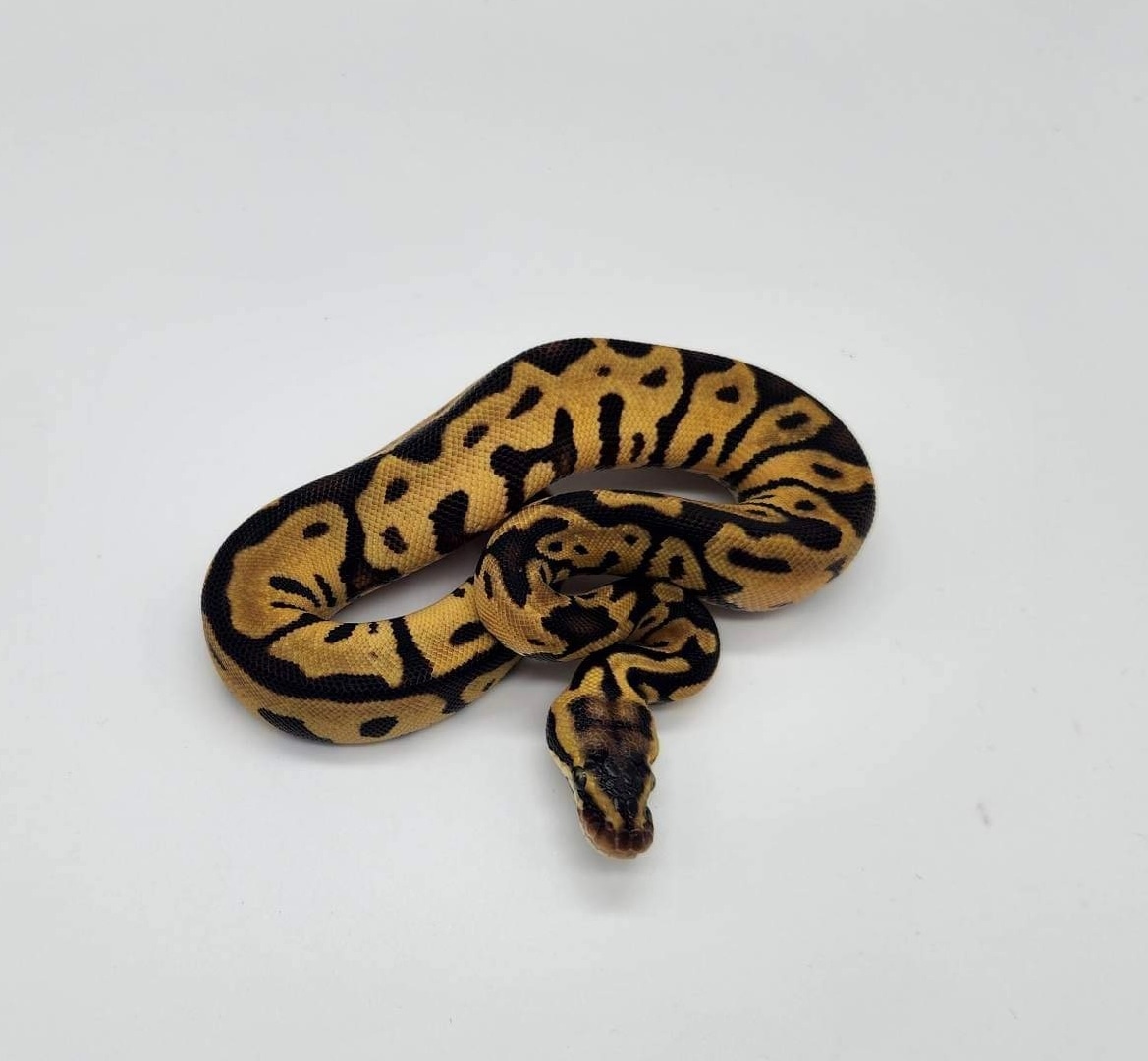 Het Desert Ghost, Het Monarch, Pastel, Leopard, Enchi, 50% Het Clown ...