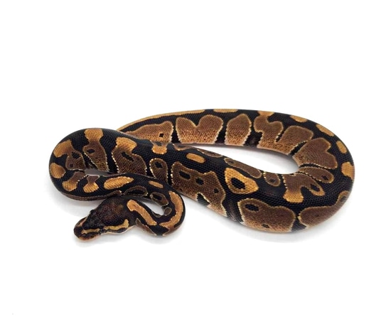Het Desert Ghost, Het Sunset Ball Python by #piedislife