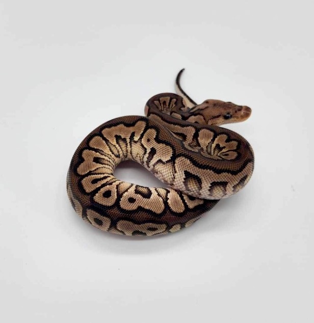 Cinnamon, Spotnose, Redstripe, Clown Ball Python by #piedislife - MorphMarket