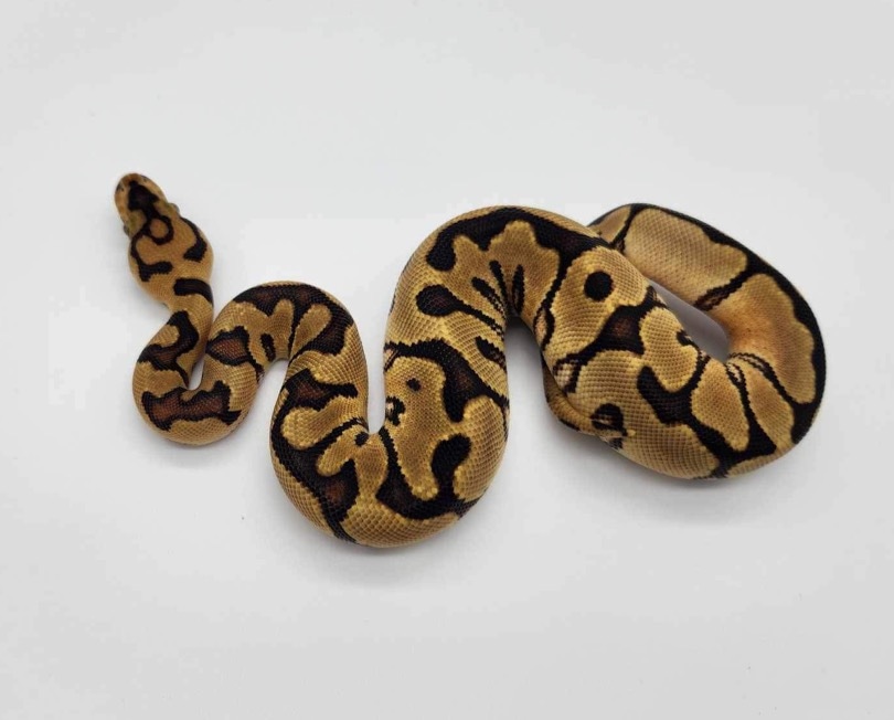 Enchi, Spotnose, Red Stripe, Clown Ball Python by #piedislife - MorphMarket