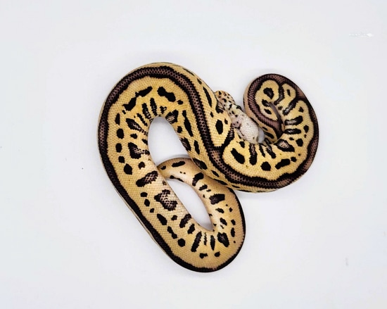Pastel, Spotnose, Leopard, Clown, Het Monarch Ball Python by #piedislife