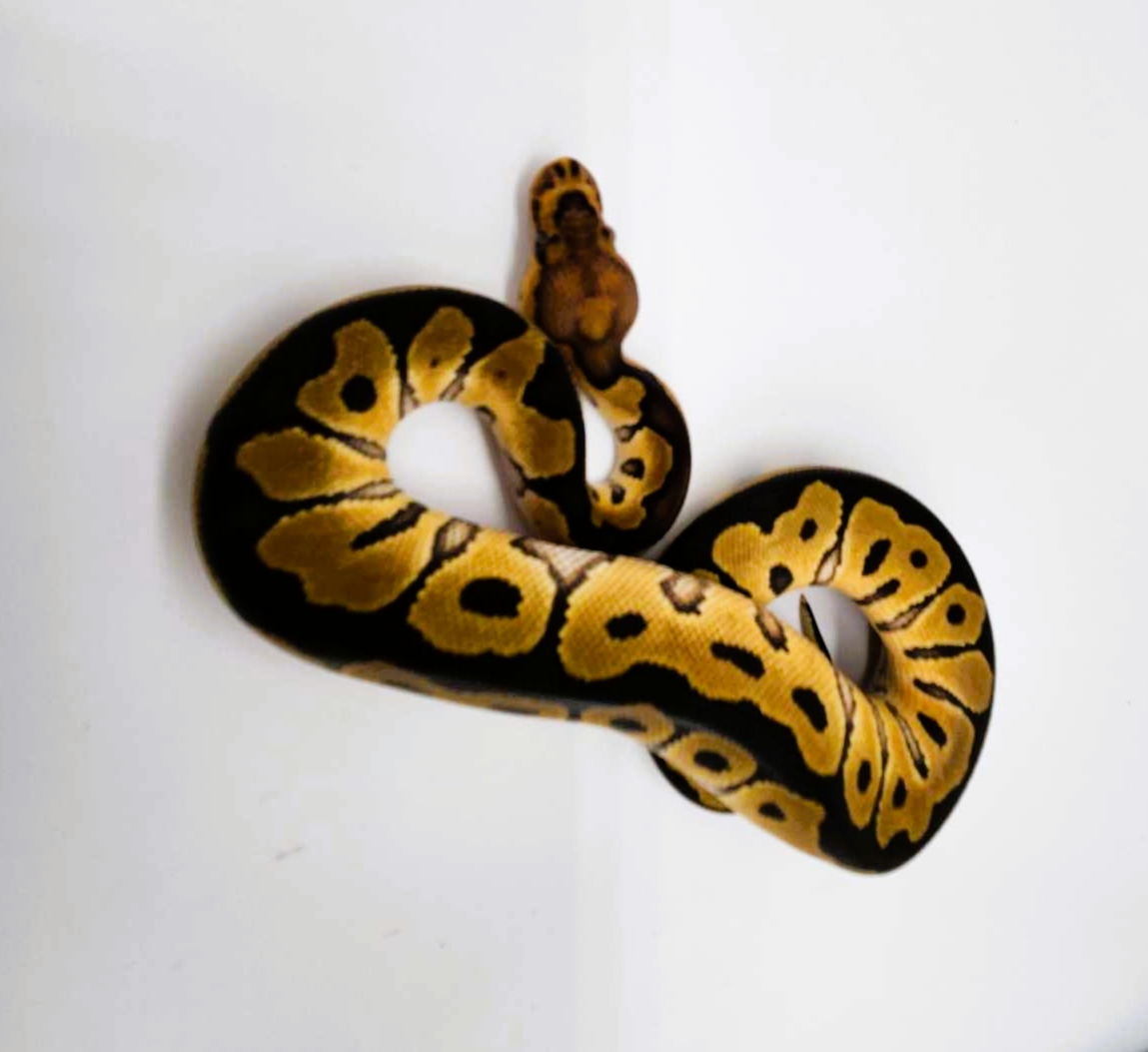 Clown, Het Monarch Ball Python by #piedislife - MorphMarket