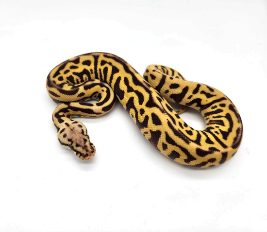 Pastel, Leopard, Spotnose, Monarch, Het Clown Ball Python by #piedislife