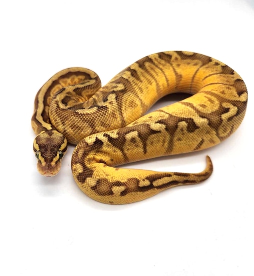 Pastel, Fire, Lace, Sunset Ball Python by #piedislife