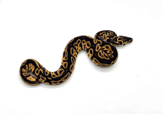 Pastel, Leopard, Het Monarch Ball Python by #piedislife