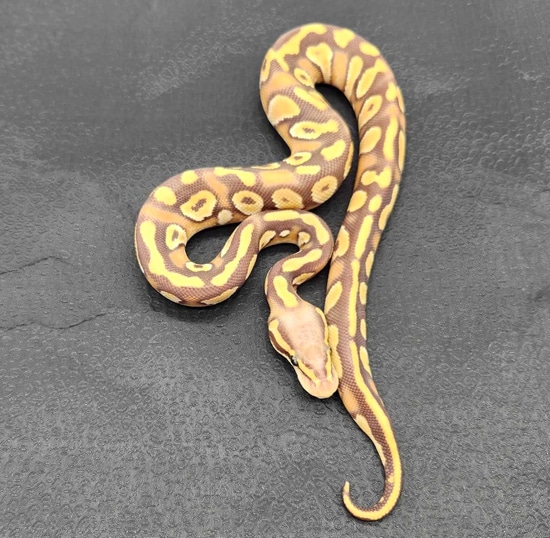 Pastel, Mojave, Monarch Ball Python by #piedislife