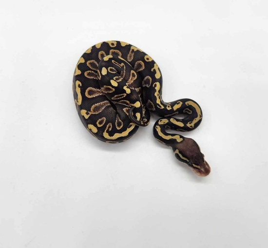 Ghi, Mojave, Het Monarch, Pos Het Clown Ball Python by #piedislife