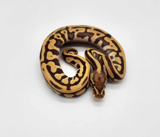 Leopard, Mojave, Monarch, Pos Het Clown Ball Python by #piedislife