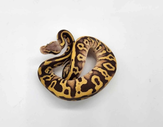 Pastel, Leopard, Mojave, Monarch Ball Python by #piedislife
