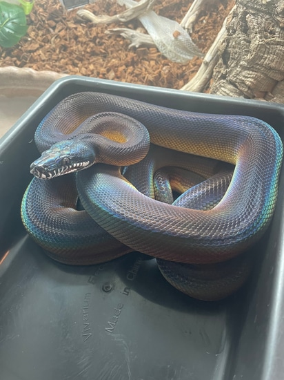 0.0.1 "CH" 2018 Northern White-lipped Python White-Lipped Python by ...