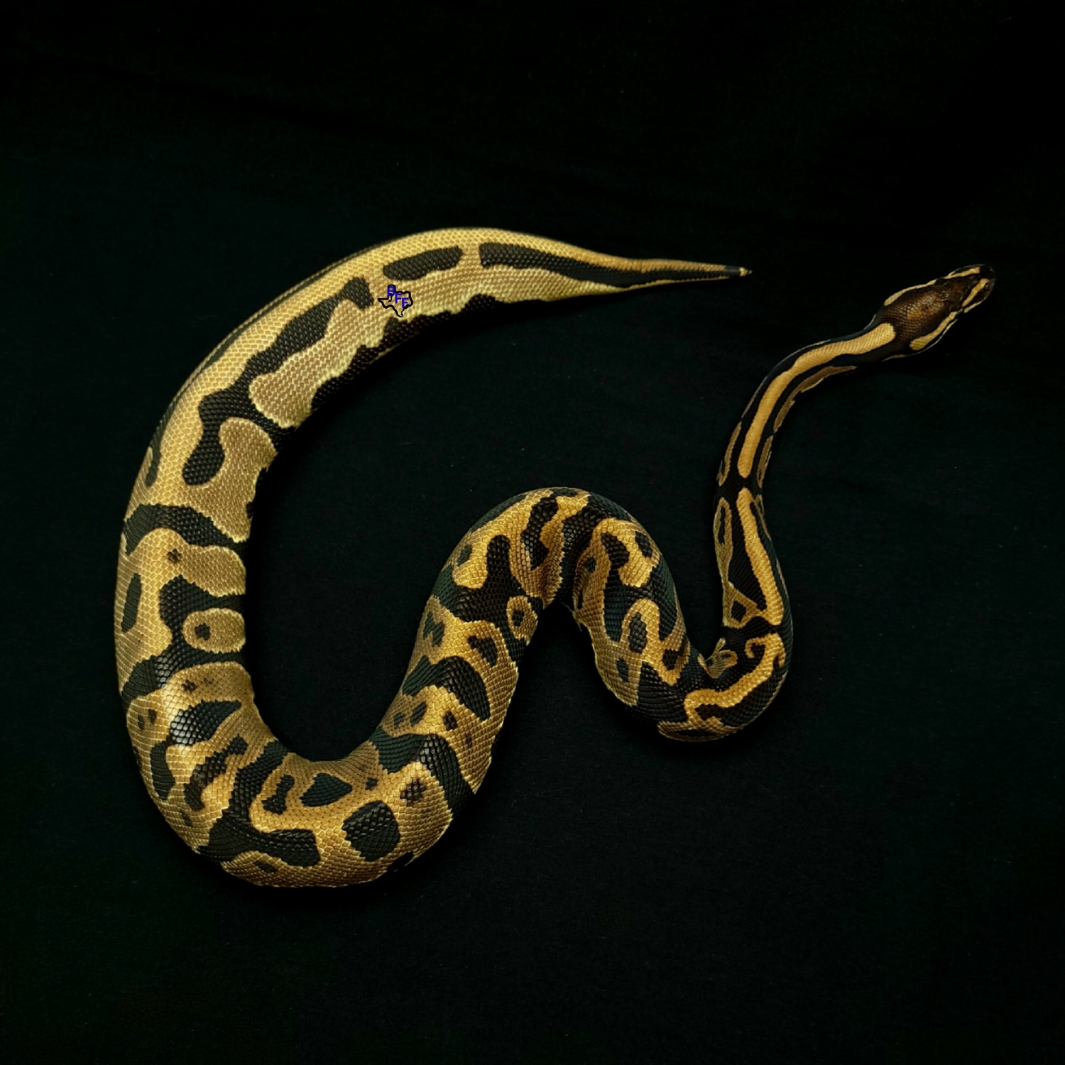 Leopard, Orange Dream, 100% HET Lavender Albino, 50% HET Pied, 50% HET ...