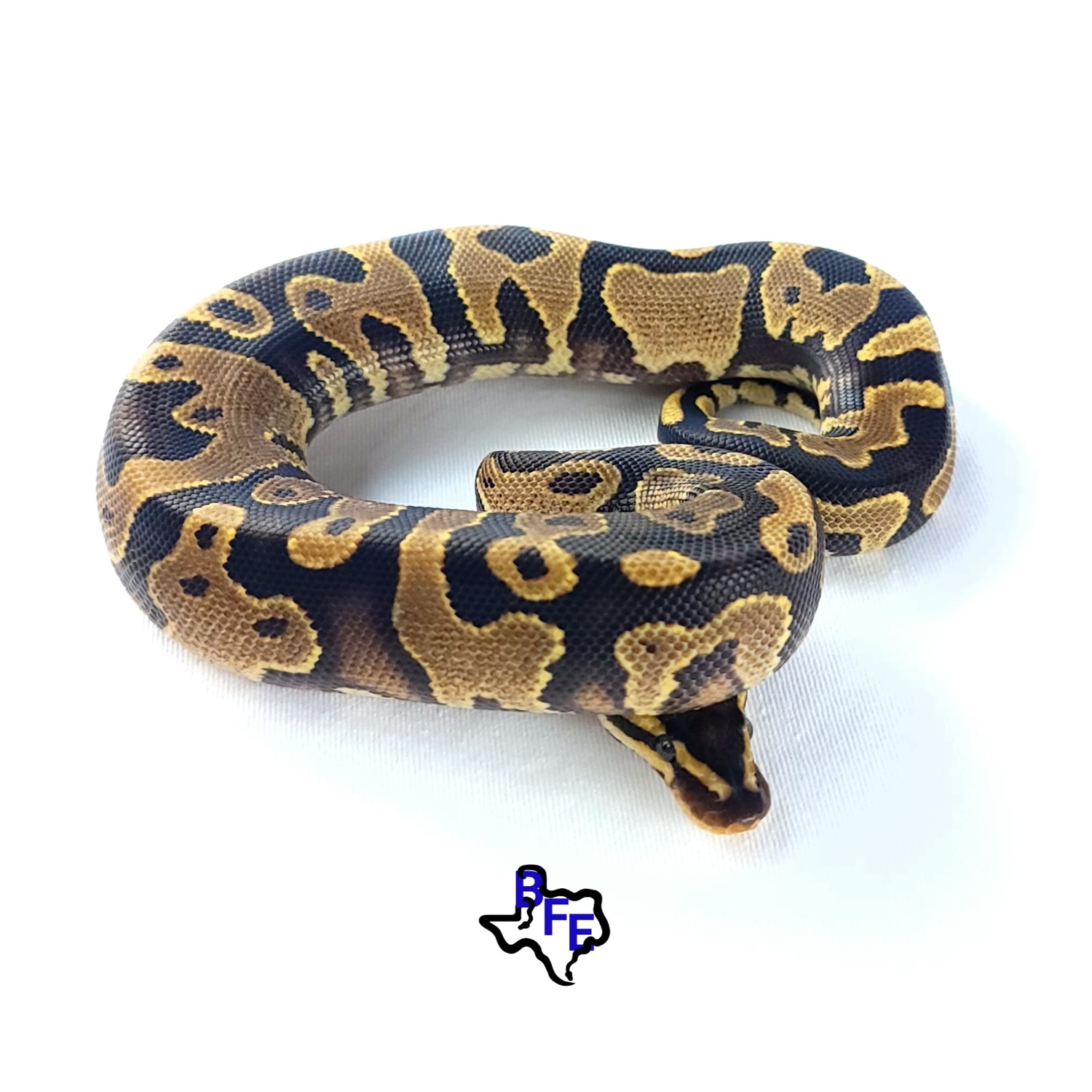 Yellow Belly, Het Clown, 50% Het Lavender, 50% Het Pied Ball Python by ...