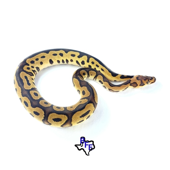 Leopard, Yellow Belly, Clown, 50% Het Pied, 50% Het Lavender Ball ...