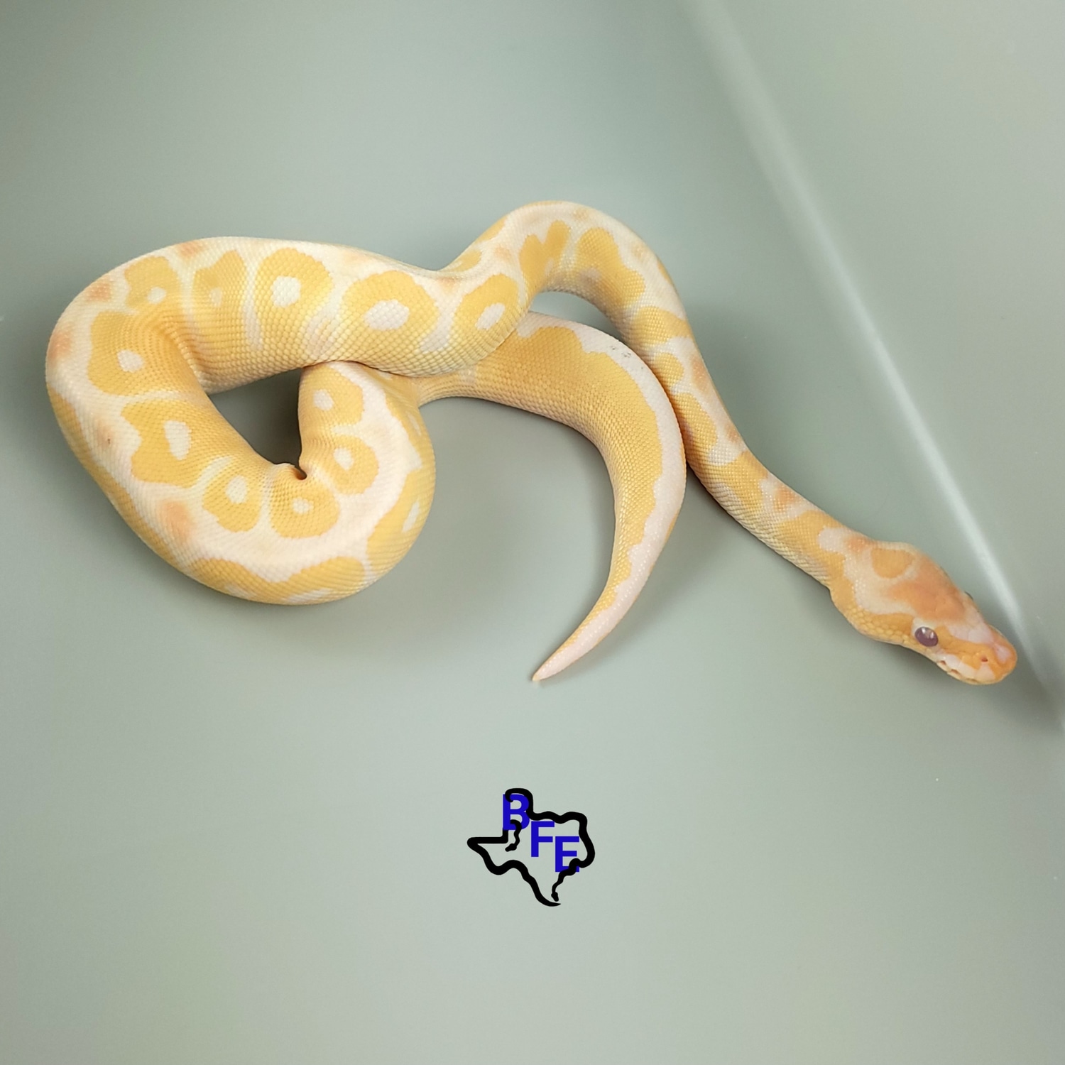 Lavender Clown 50% Het Pied Ball Python by Blue Family Exotics ...