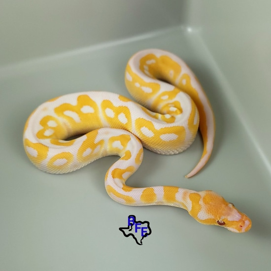 Lavender Clown (GRAIL) Het Pied Ball Python by Blue Family Exotics