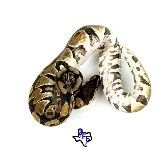 Het Clown 66% Het Lavender 50% Het Pied Ball Python by Blue Family Exotics