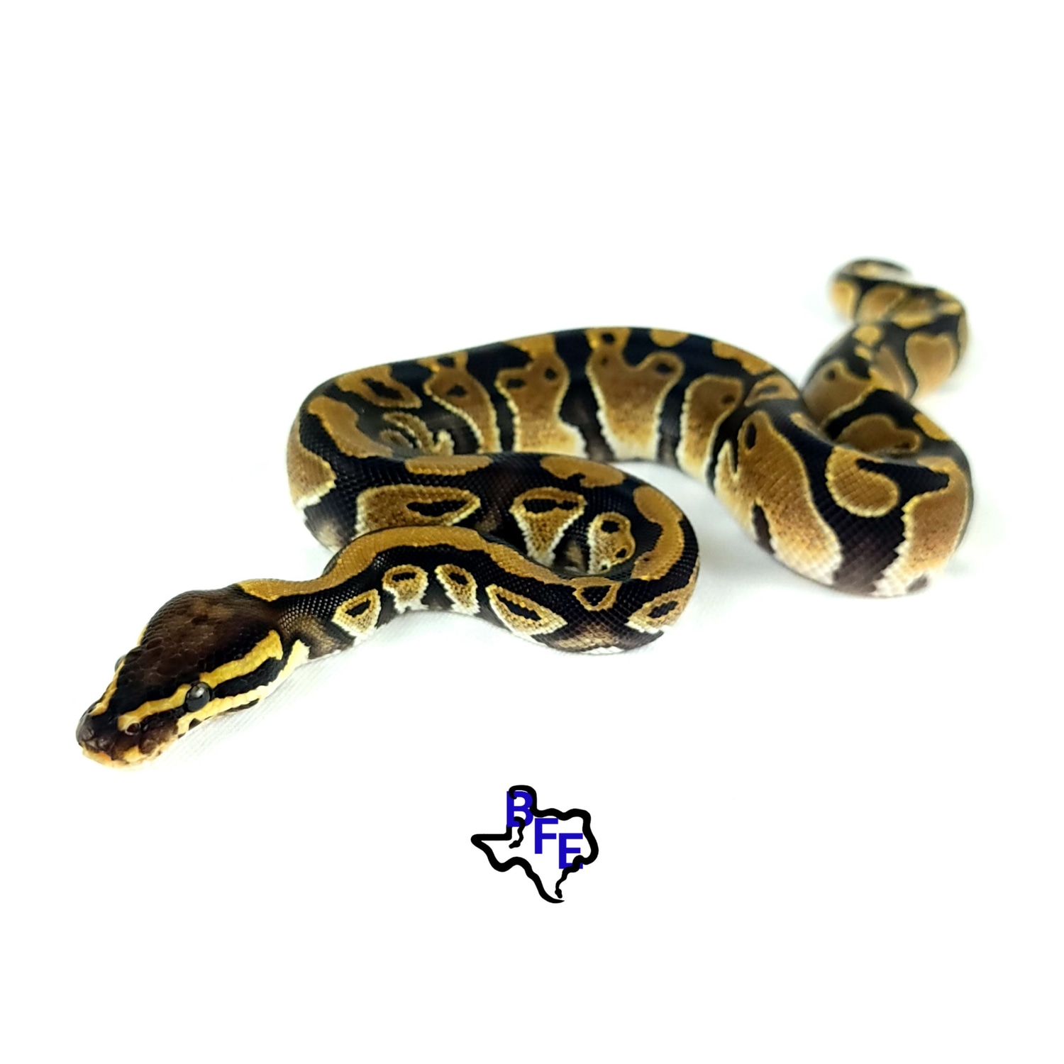 Het Clown 66% Het Lavender 50% Het Pied Ball Python by Blue Family ...