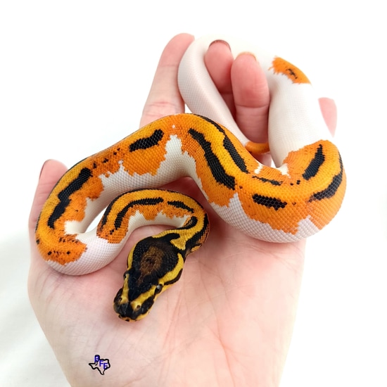 Orange Dream, Yellow Belly, Pied, Het Clown, 66% Het Lav Ball Python by ...