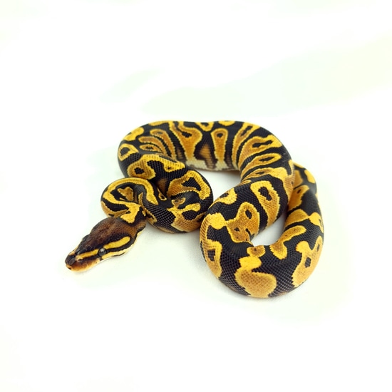 Orange Dream, Yellow Belly, Het Clown, 66% Het Lav, 66% Het Pied Ball ...