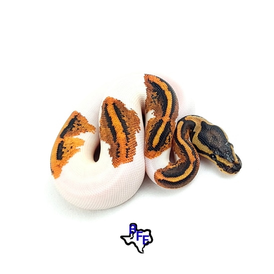 Yellow Belly, Pied, Het Lavender, 50% Het Clown Ball Python by Blue ...