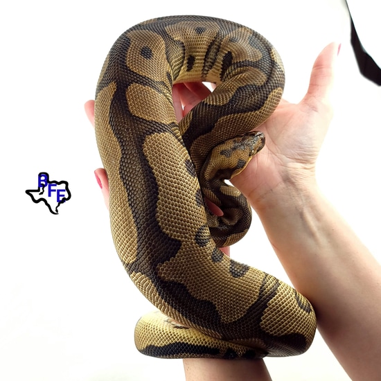 Leopard Clown 50% Het Pied 50% Het Lavender Ball Python by Blue Family ...