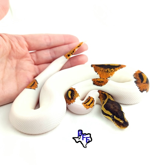 Yellow Belly, Pied, Het Clown, 66% Het Lavender Ball Python by Blue ...
