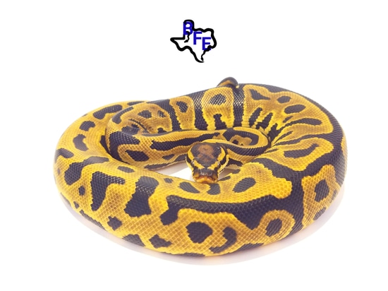 Leopard YB Het Lavender 50% Het Clown 50% Het Pied Ball Python by Blue ...