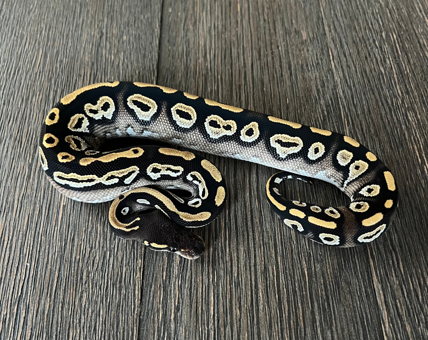 Blackhead Phantom Lace Ball Python by Blue and Gold Exotics - MorphMarket