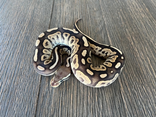 Black Pastel Fire Ball Python by Blue and Gold Exotics