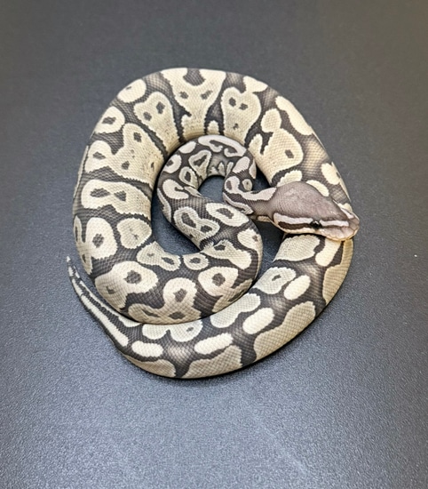 Hypo Black Axanthic Ball Python by Blue and Gold Exotics