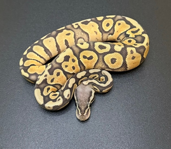 Pastel Hypo 66% Het Black Axanthic/TSK 50% Het DG Ball Python by Blue ...