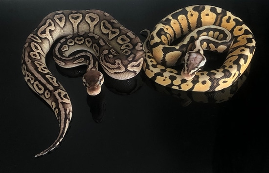 Hypo Clown Project Ball Python by Blue eyes python