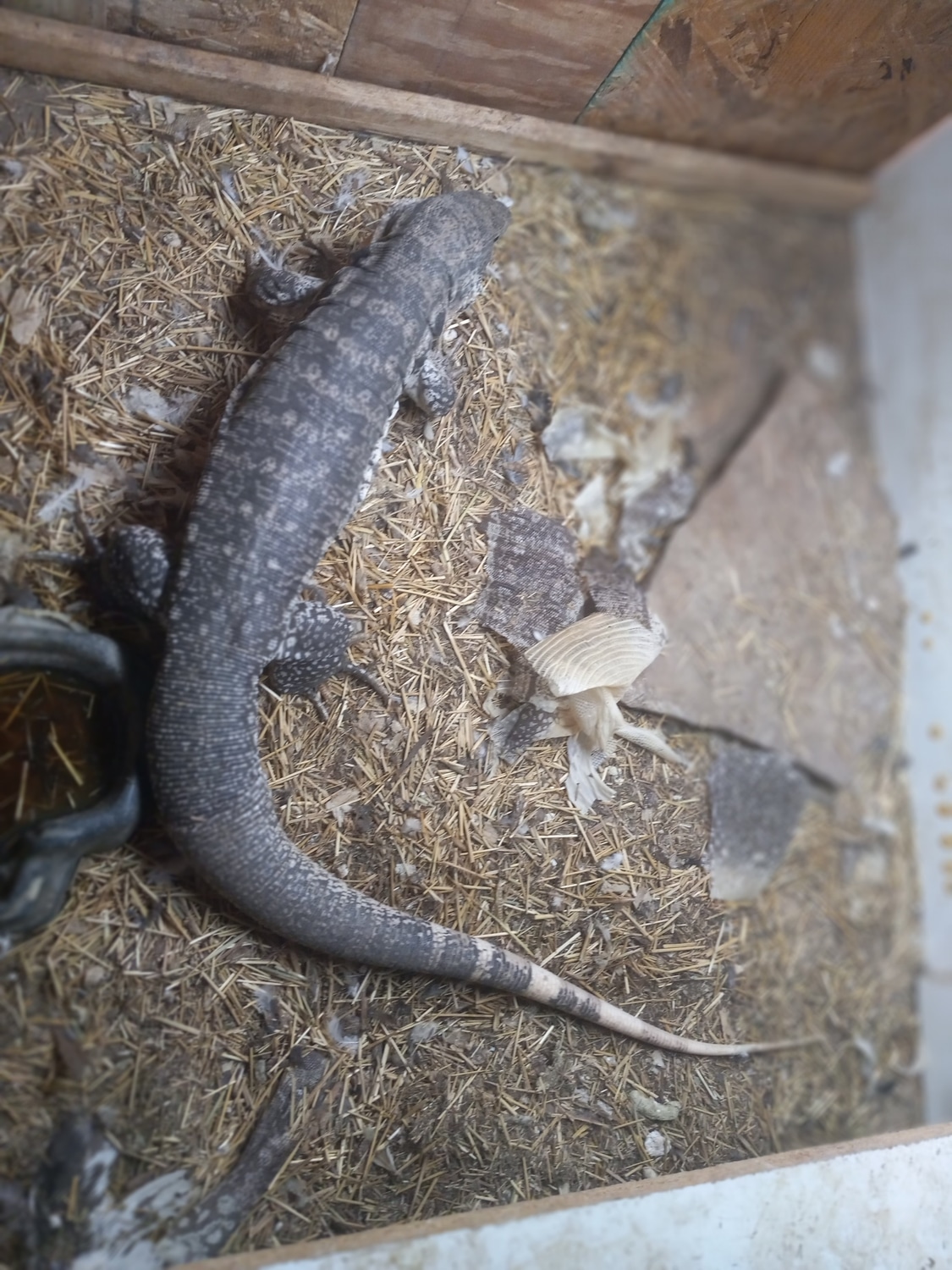 Female Red Anery Tegu by BlueBone Reptile - MorphMarket