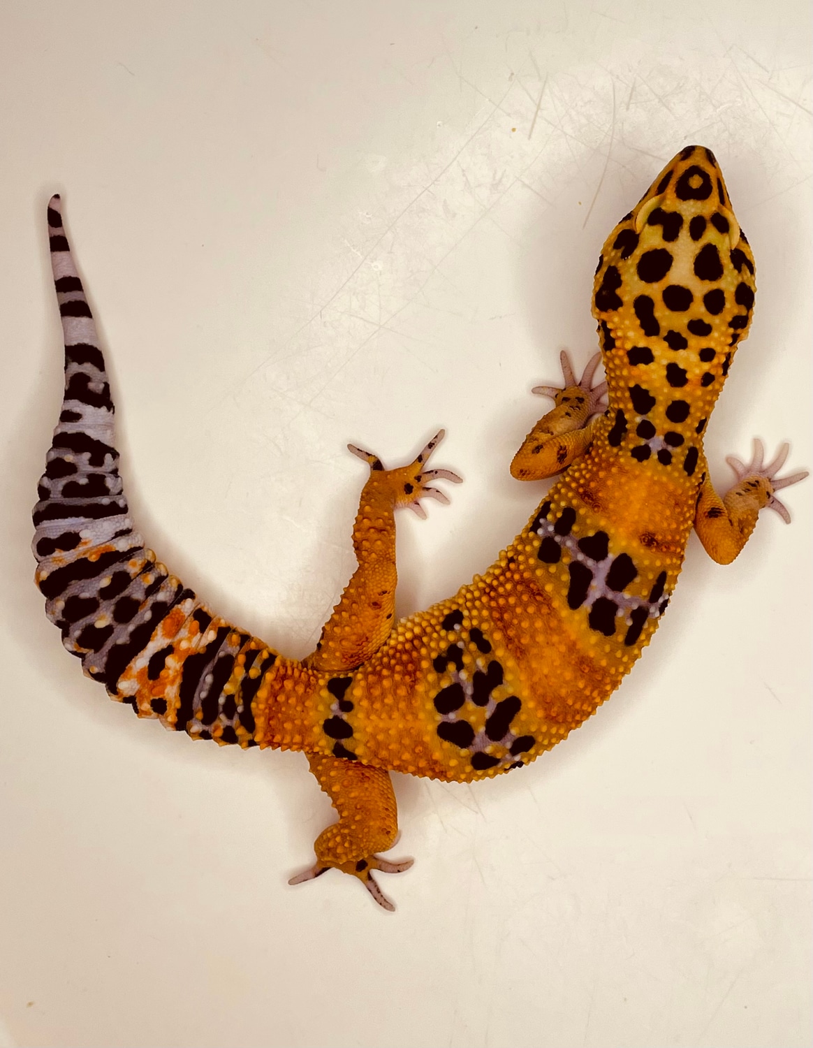 Lava Firewater Blood Tangerine Leopard Gecko by BlueBone Exotics ...