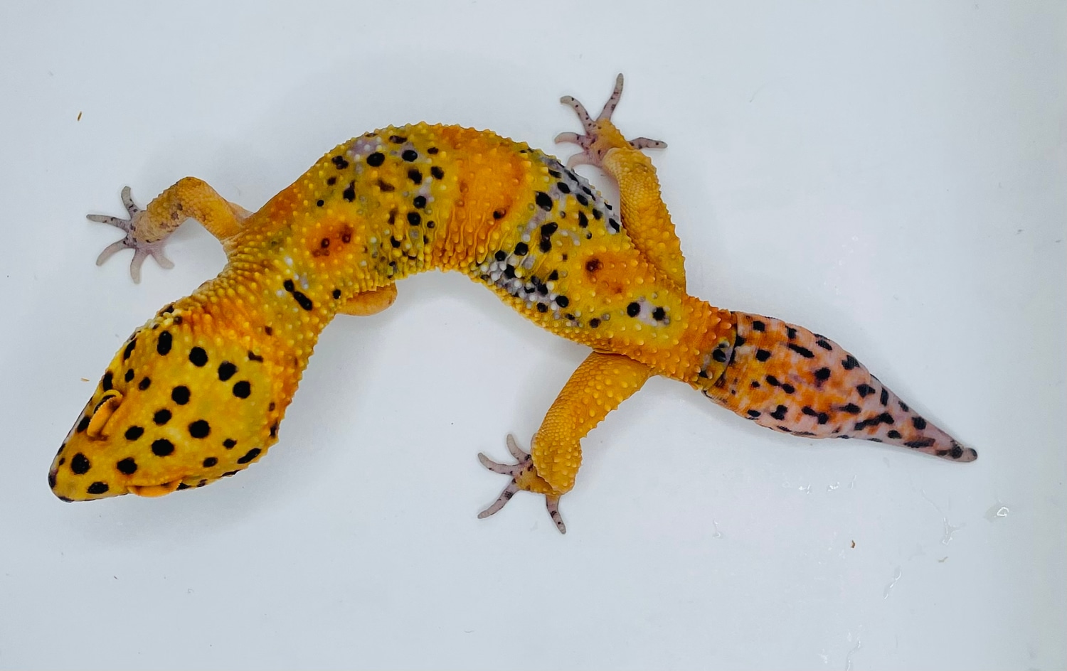 Clown Electric Inferno Cross Leopard Gecko by BlueBone Exotics ...