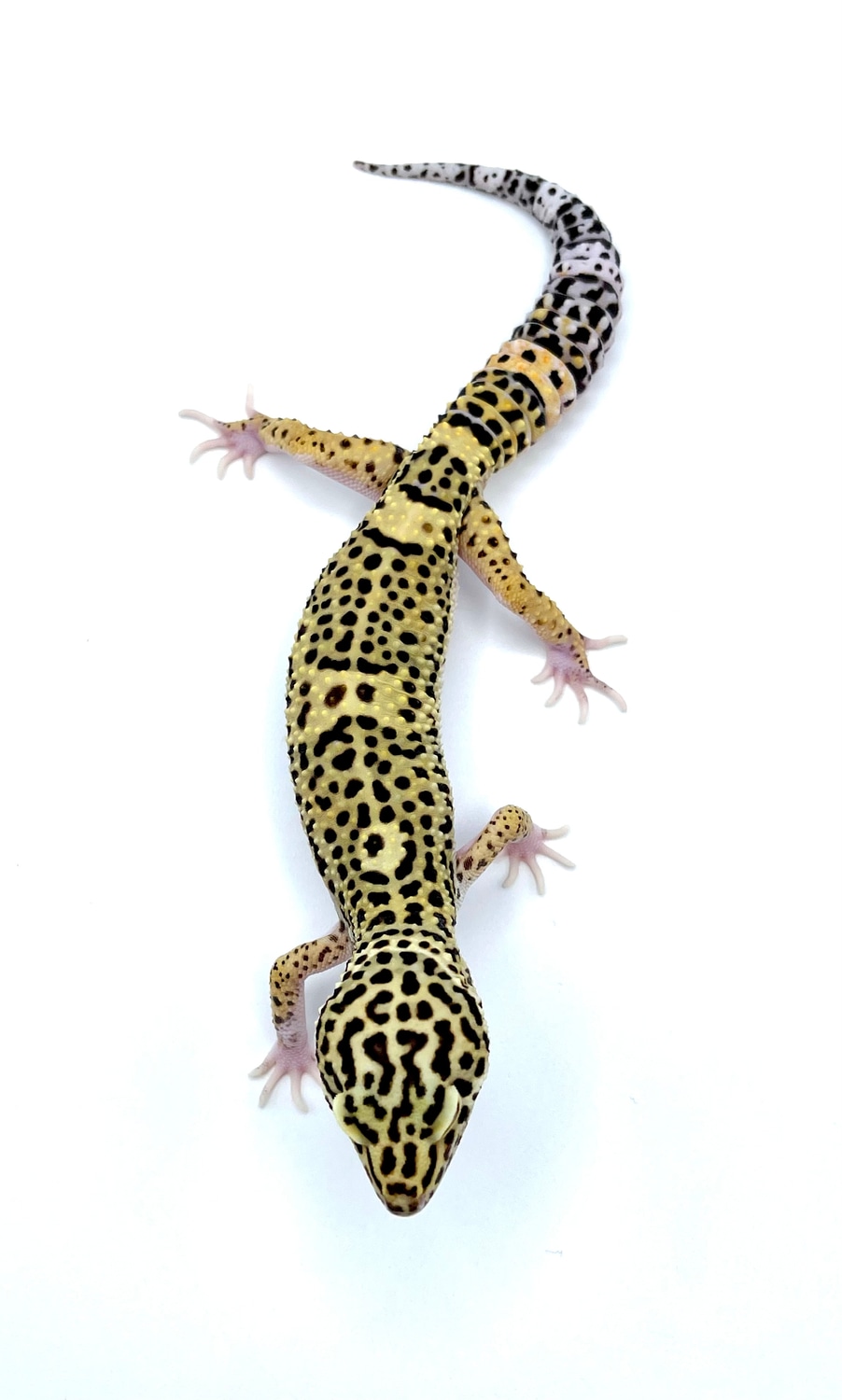 Black Night X Magma Lava Firewater (B2- 05) Leopard Gecko by BlueBone ...