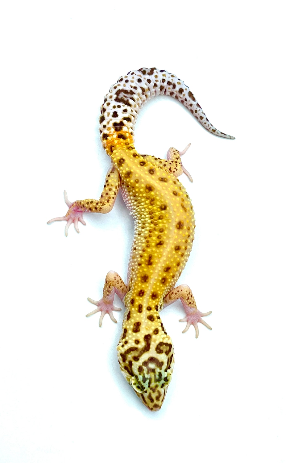 Bold High Contrast Tangerine Raptor (H-11) Leopard Gecko by BlueBone ...