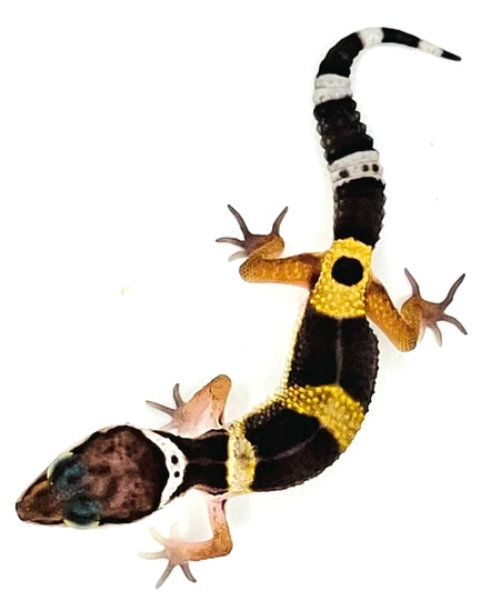 Black Night X Magma Lava Firewater (H- 09) Leopard Gecko by BlueBone ...