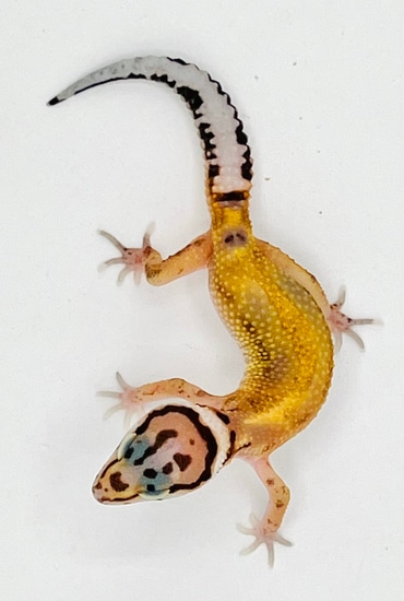 Black Night X Magma Lava Firewater (H- 9.1) Leopard Gecko by BlueBone ...