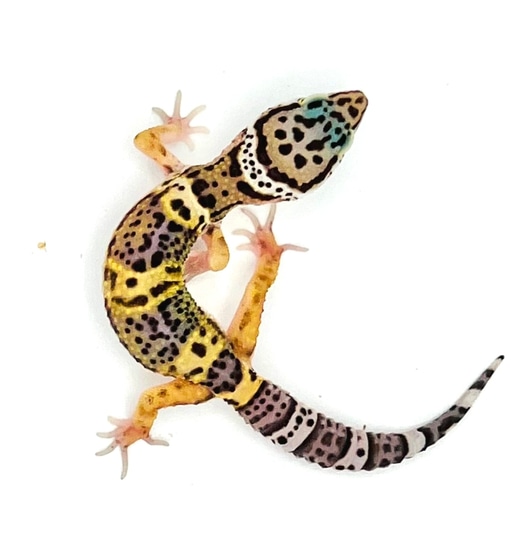 Black Night X Magma Lava Firewater (H- 07) Leopard Gecko by BlueBone ...