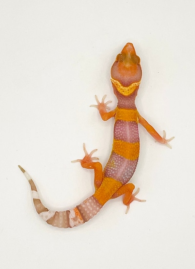 Atomic Lava Firewater Poss Het For Blue Amber Eye Leopard Gecko by ...