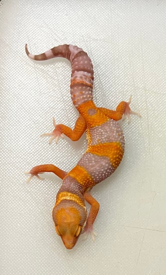 Atomic Lava Firewater Het Blue Amber Eye Leopard Gecko by BlueBone Exotics