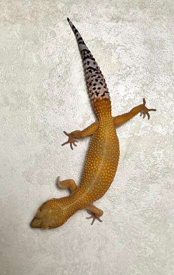 Atomic Lava Firewater Blood Tangerine Leopard Gecko by BlueBone Exotics