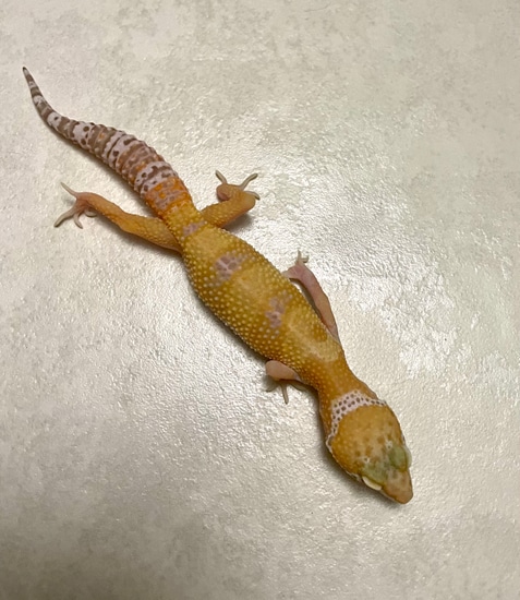 Giant Mac Snow Tangerine Leopard Gecko by BlueBone Exotics