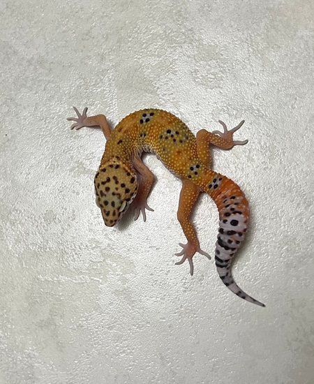 Burning Blood Tango Crush Leopard Gecko by BlueBone Exotics