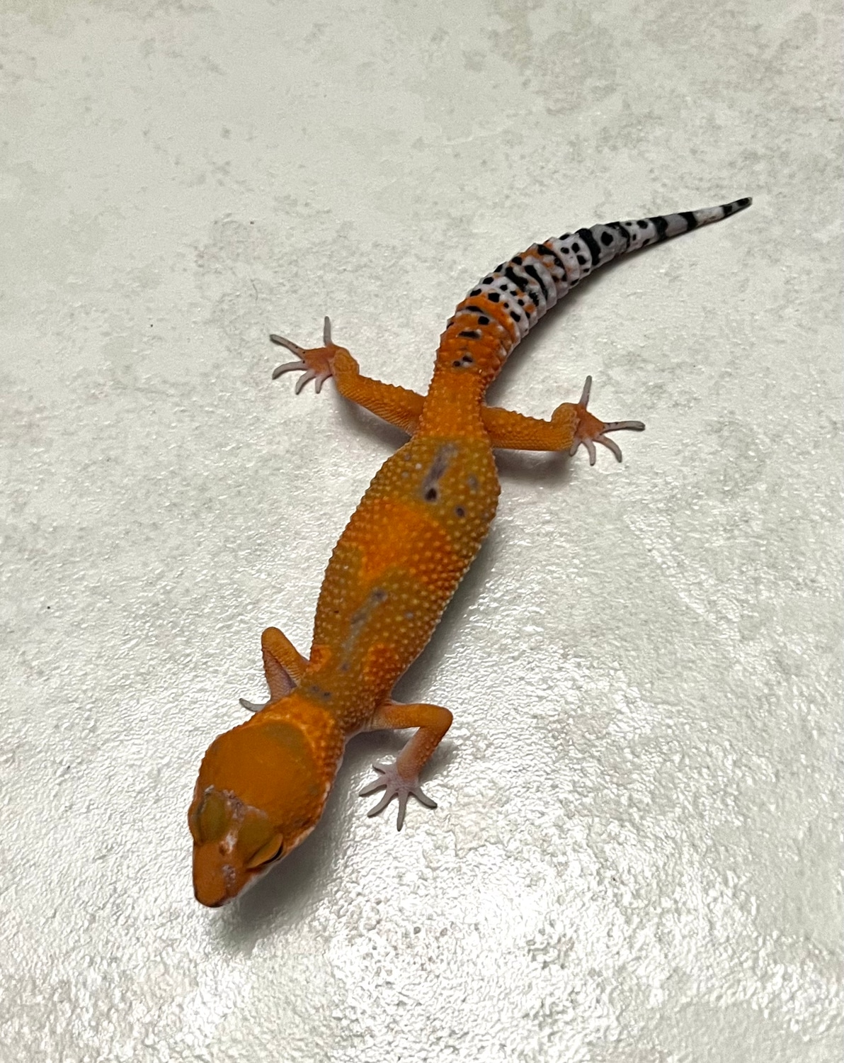 Electric Inferno Hypo Leopard Gecko by BlueBone Exotics - MorphMarket