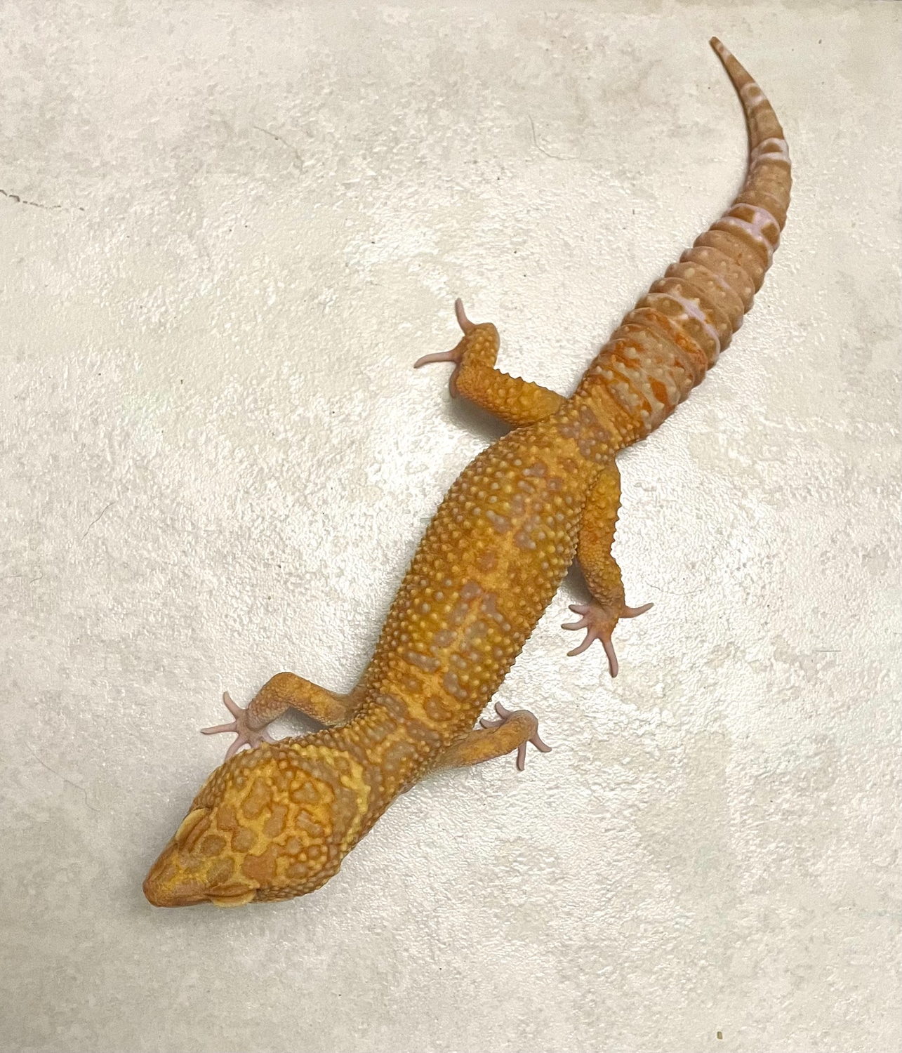 Burning Blood Blue Amber Eye Leopard Gecko by BlueBone Exotics ...