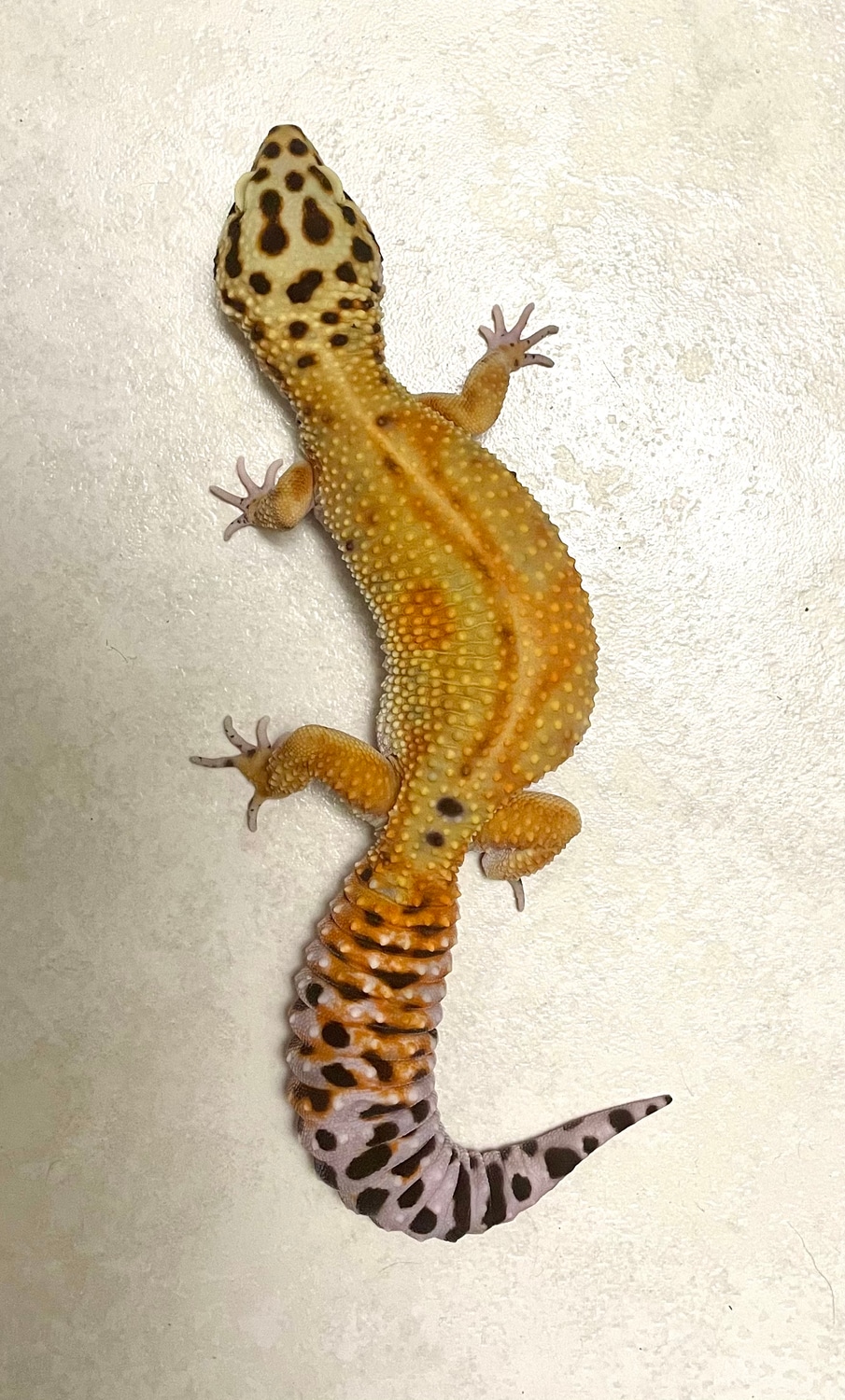 Atomic Lava Firewater Blood Leopard Gecko by BlueBone Exotics - MorphMarket
